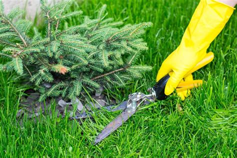 Shearing Grass With Scissors Stock Image Image Of Hand Care 96120715