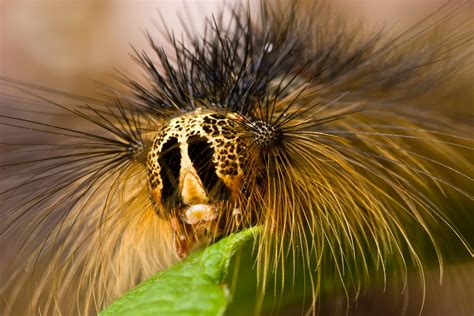 Pest Risk Modelling And Mapping For Invasive Alien Species