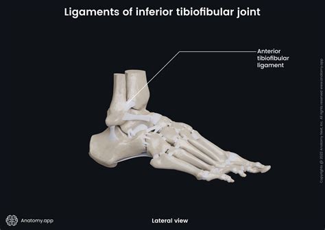 Inferior Tibiofibular Joint Anatomyapp