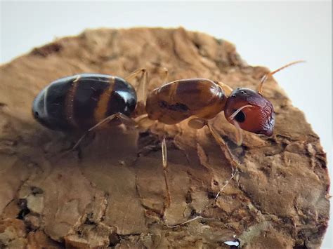 Colobopsis Macrocephala Queen 1 4 Workers Bug Frenzy