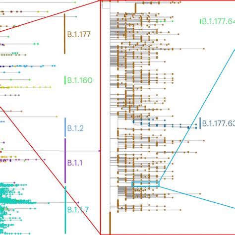 500 000 Sample Phylogeny Inferred By Maple Example Phylogeny With Two