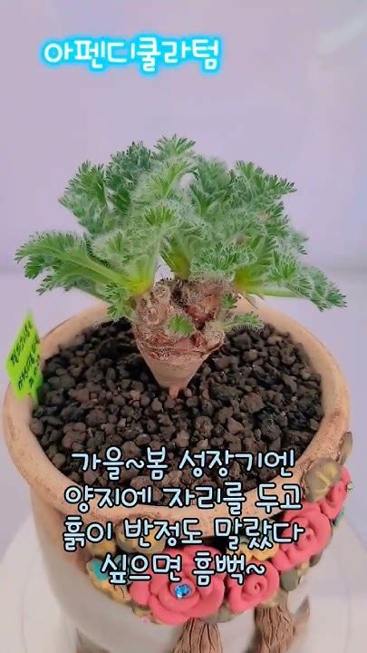 아펜디쿨라텀ㅣ펠라고니움ㅣ코덱스 식물 ㅣ아프리카 식물ㅣ구근 식물 Youtube