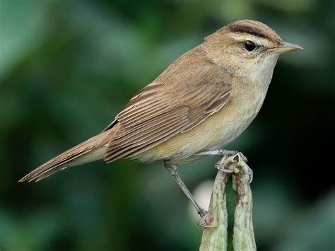 雙眉葦鶯 eBird