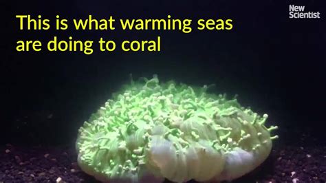 මුහුදු ජලයේ උෂ්ණත්වය ඉහළ යන විට කොරල් බුහුබාවන් ඔවුන් මත වැඩි සිටින ඇල්ගී විශේෂ ඉවත් කරන ආකාරය