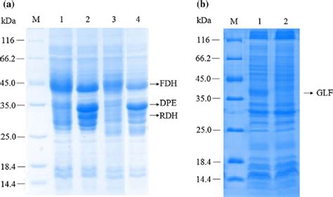 Sds Page Analysis Of The Co Expression Recombinant Proteins A The