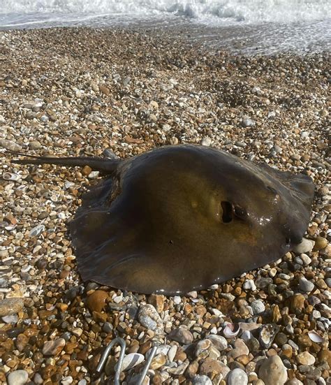 Uk Shores Are Awash With Stingrays Angling Times