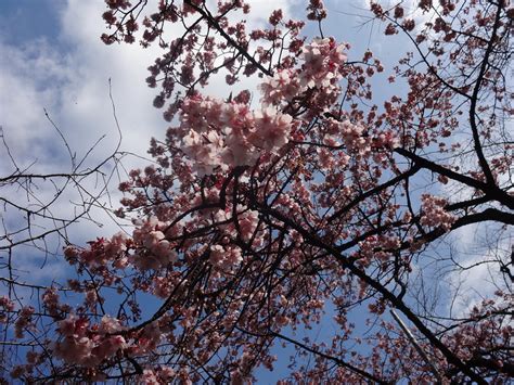 上野公園の寒桜