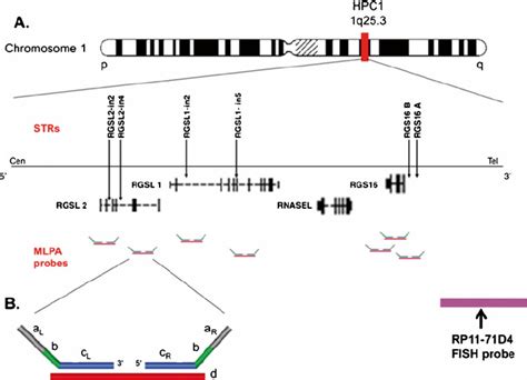 Schematic Representation Of 1q253 Region A Relative Positions Of The