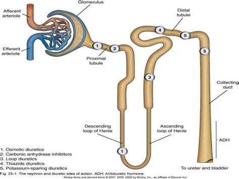 20diuretics And Antidiureticsppt