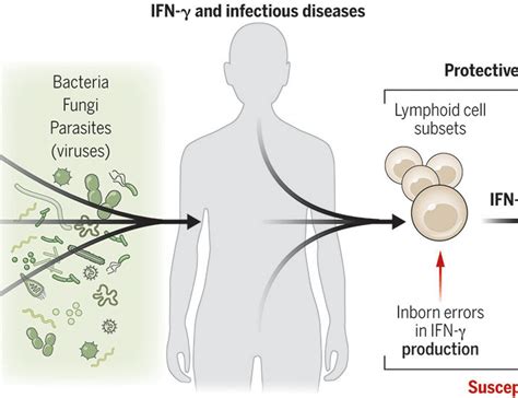 Frank Bernier Phd Msc Cip On Linkedin Interferon γ And Infectious Diseases Lessons And
