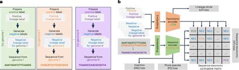 A Multi Modal Deep Language Model For Contaminant Removal From Metagenome Assembled Genomes