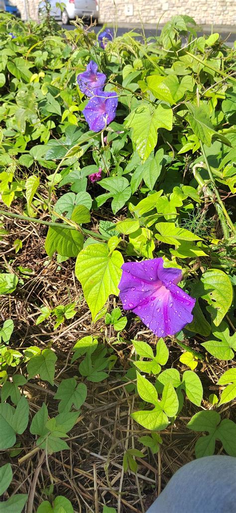 Took 600mg Of Lsa 💀 Light Visuals My Arse What Is A Lownormalhigh