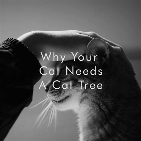 Why Your Cat Needs A Cat Tree Papuk
