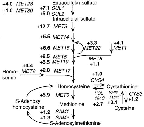 Key Steps Related To The Biosynthesis Of Methionine The Numbers Are Download Scientific