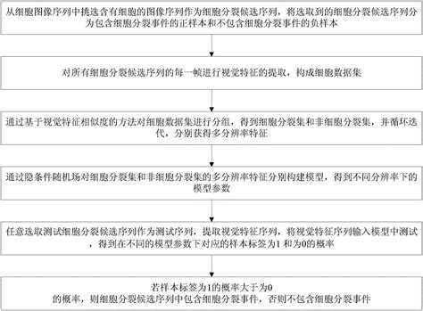 Multi Resolution Cell Division Identification Method Eureka Patsnap