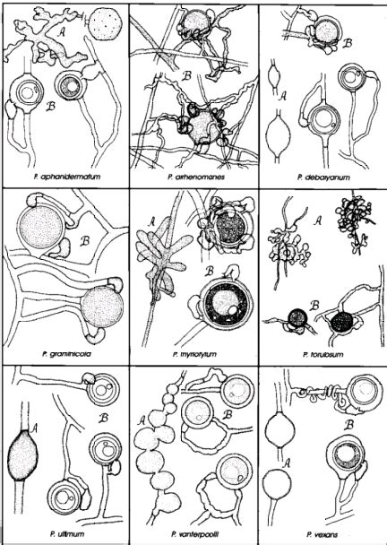 IPM Reports On Plant Diseases Pythium Blight Of Turfgrasses