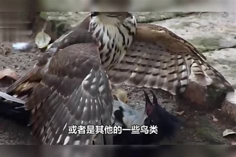 这只野兔是练家子老鹰都拿它没办法还将老鹰踢伤了