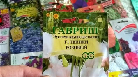 Посадите эти цветы в 2023г вы не пожалеете Способы посева эустомы Размножение колеусов Youtube