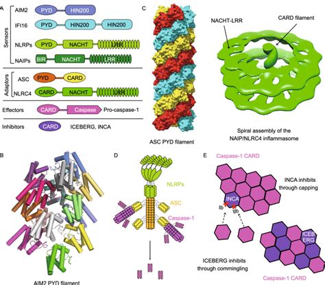 Death Domain Mediated Inflammasome Signaling And Regulation A Domain