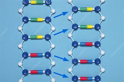 Addition Mutation