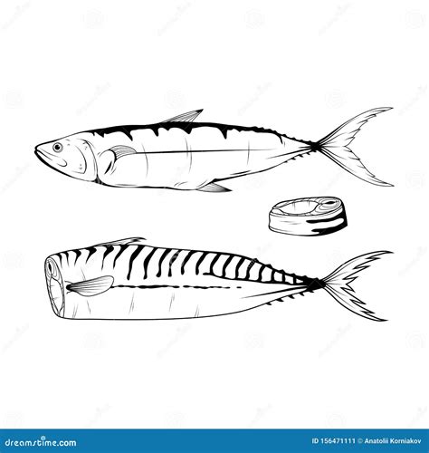Hand Drawn Atlantic Mackerel Sea Food Mackerel Sea Fishtasty