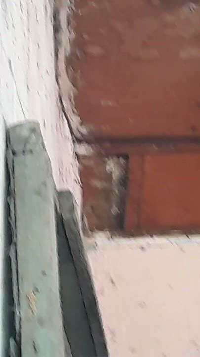 ядовитый паук Youtube