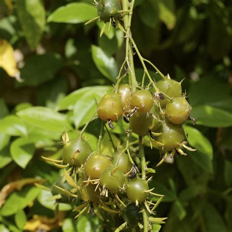 목기린선인장 Pereskia Aculeata 일상보호 Picturethis