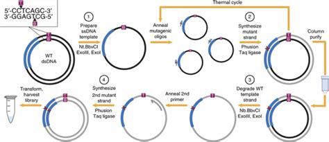 Deep Mutational Scanning With One Pot Saturation Mutagenesis