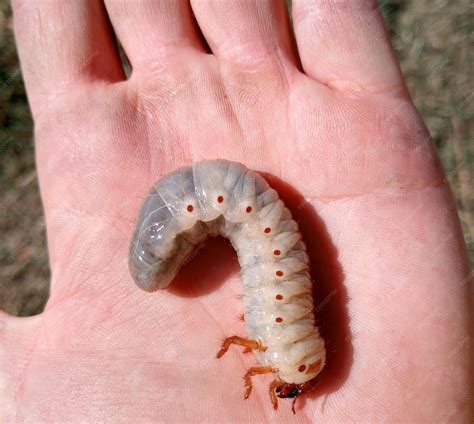 Premium Photo Rhino Beetle Larvae In A Man S Hand Large Beetle Larva