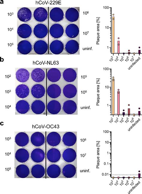 Plaque Titration Assay At Greg Howell Blog