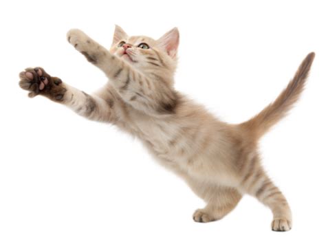 Cat Scratch Pngs For Free Download