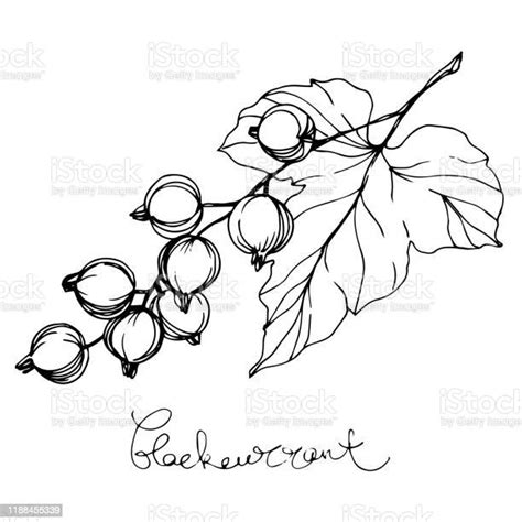 벡터 건포도 건강 식품 흑백 잉크 아트가 새겨져 있습니다 절연 베리 일러스트 요소입니다 개념에 대한 스톡 벡터 아트 및 기타 이미지 Istock