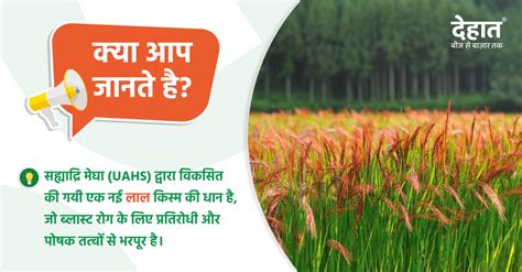 Blast Disease Resistant Paddy