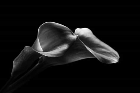 107 900点を超えるblack And White Flowersのストックフォト、写真、そしてロイヤリティフリーの画像 Istock