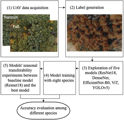 Tree Species Classification From Uav Canopy Images With Deep Learning Models