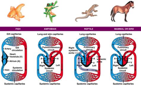 How Open Vs Closed Circulatory Systems Function