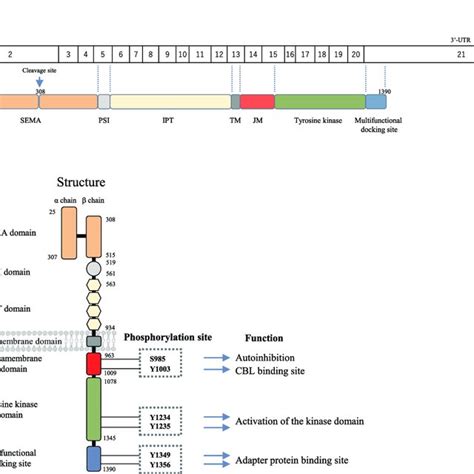 Pdf Lung Cancer With Met Exon 14 Skipping Mutation Genetic Feature