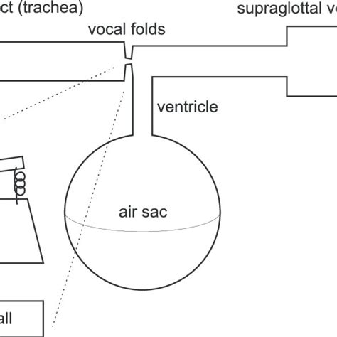 Schematic Depicition Of The Vocal Tract Model With Air Sac And The
