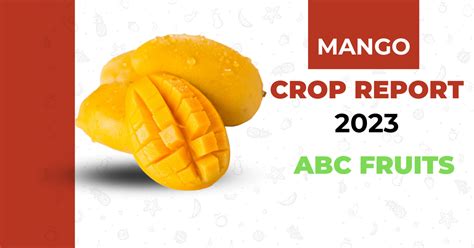 Mango Crop Report 2023 Alphonso And Totapuri Abc Fruits