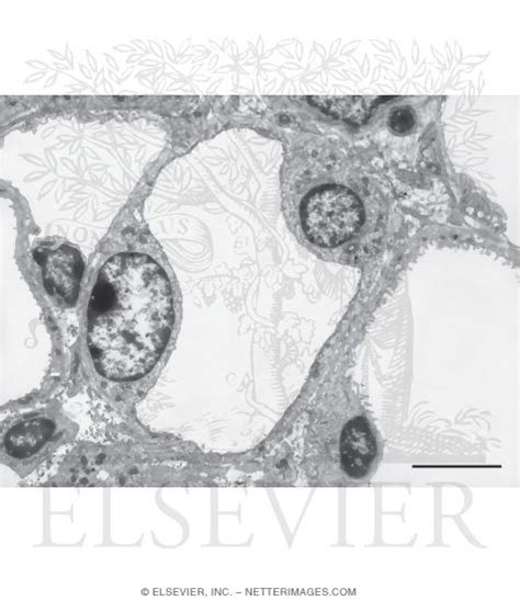 Electron Micrograph Of Loops Of Henle In Transverse Section