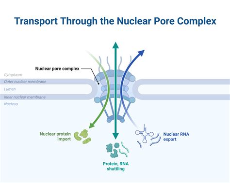 Transport Through The Nuclear Pore Complex Biorender Science Templates