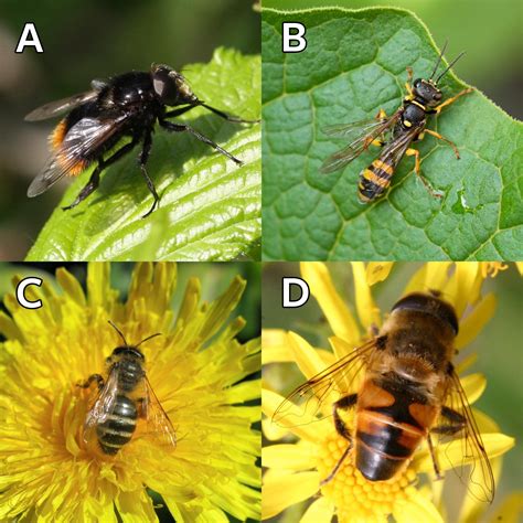Rhs Some Hoverflies Can Be Great Mimics Of Bees And Wasps Can You Guess Which Two Of These