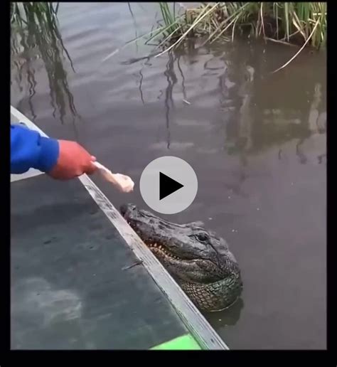 맛있는 밥먹고 행복해하는 악어  유머 움짤 이슈 에펨코리아