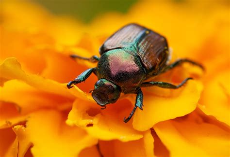 Just A Bug R MacroPorn