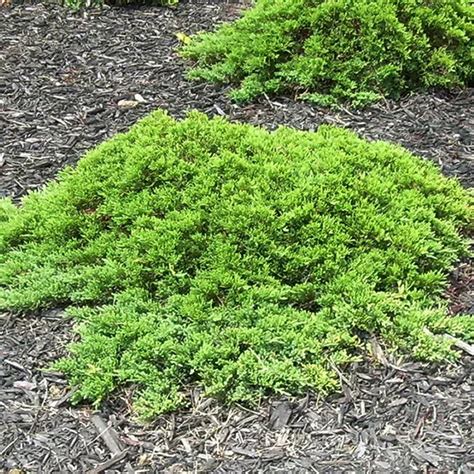 Dwarf Garden Juniper For Sale Online The Tree Center