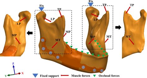Finite Element Analysis Model And Boundary Condition Application