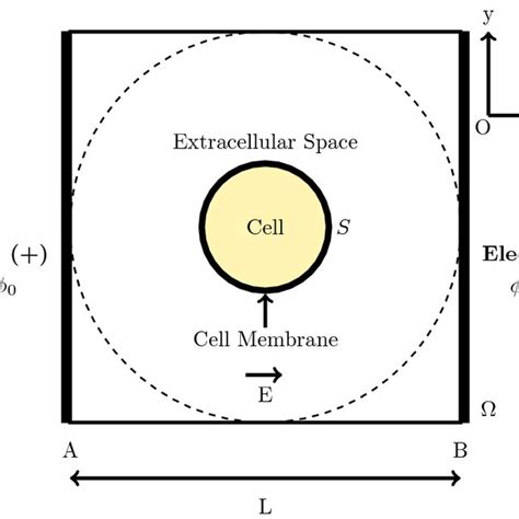Schematic Diagram Of A Spherical Cell With Radius A Immersed In Download Scientific Diagram