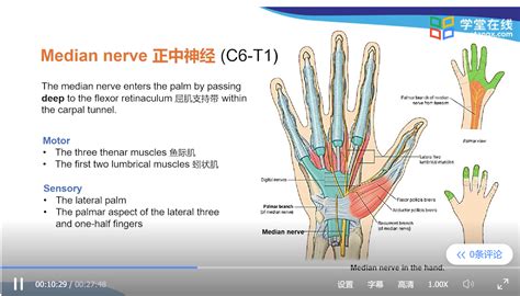 2022 09 神经解剖学 周围神经系统 第三章 脊神经 清华大学 刘津平 流雨声 博客园