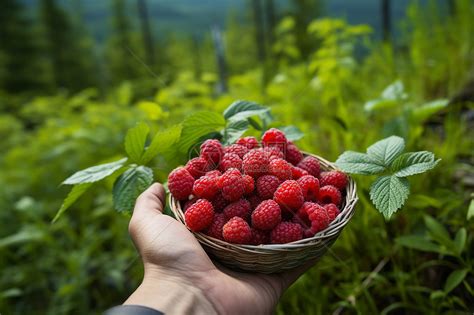 野生水果高清图片下载 正版图片600813000 摄图网
