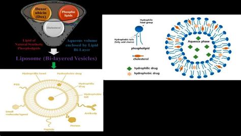 Representation Of Dox Loaded Liposome And Their Composition [a] Download Scientific Diagram
